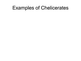 Subphylum Chelicerata Examples