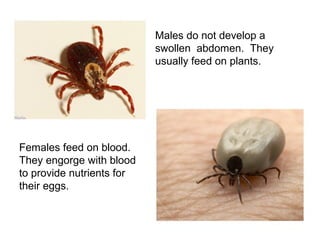 Subphylum Chelicerata Notes | PPT