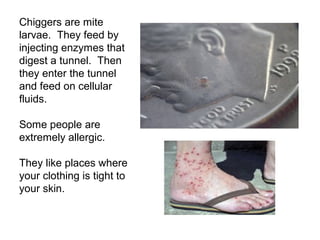 Subphylum Chelicerata Notes | PPT