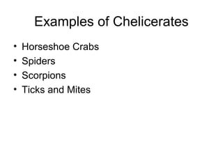 Subphylum Chelicerata Notes | PPT