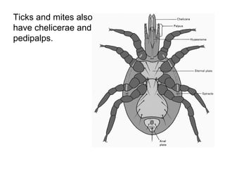 Subphylum Chelicerata Examples
