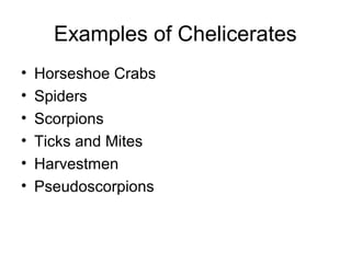 Subphylum Chelicerata Examples