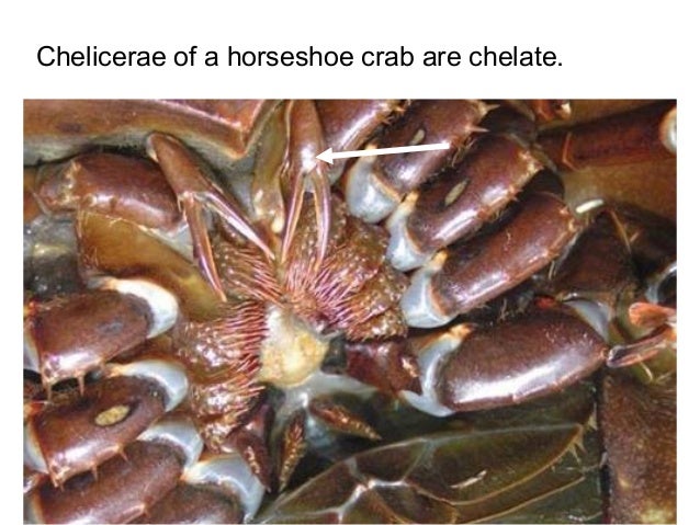 Subphylum Chelicerata Notes