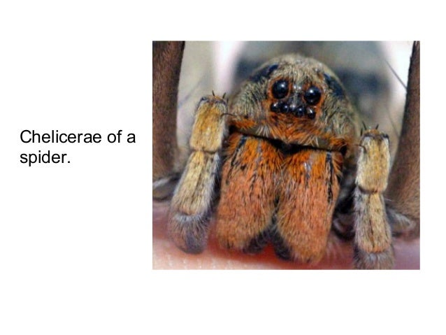 Subphylum Chelicerata Notes