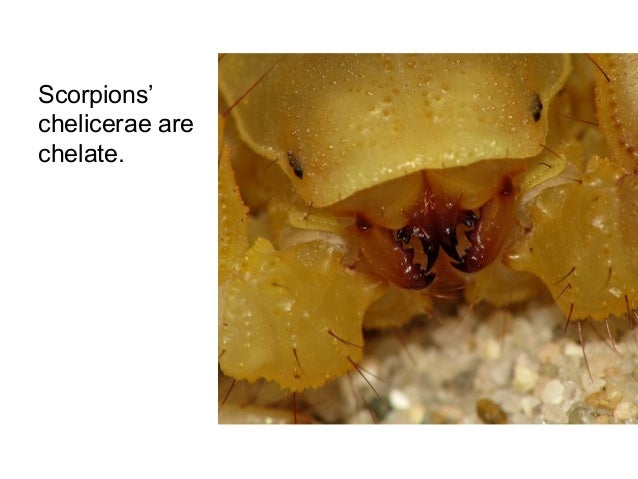 Subphylum Chelicerata Notes