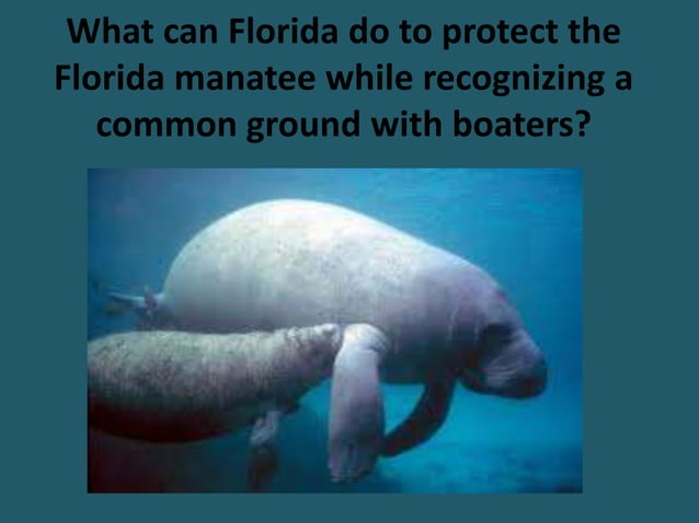 Chelie I Visual Rogerian Argument Paper 3 Final Draft Ppt