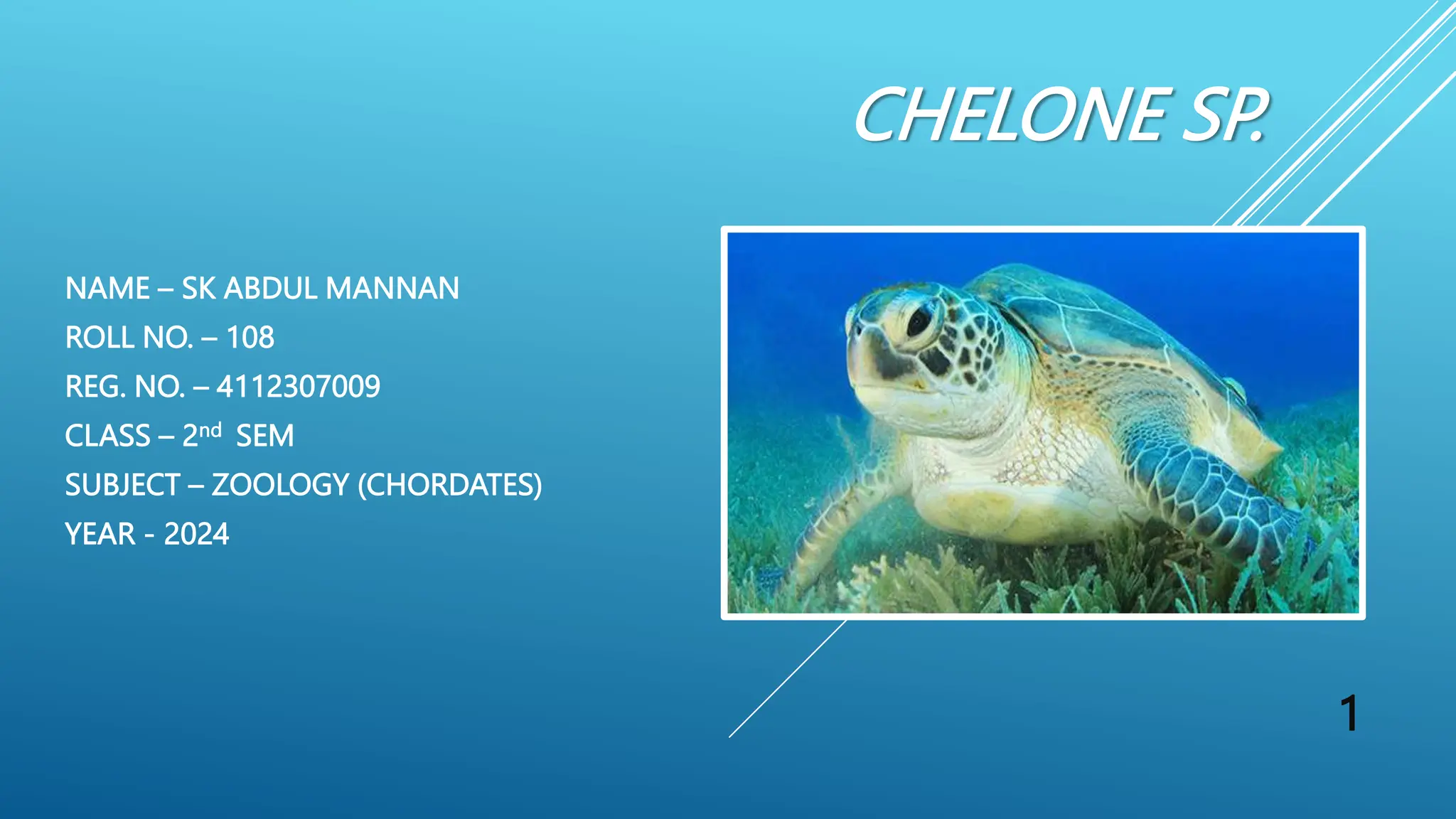 Green Sea Turtle Taxonomy