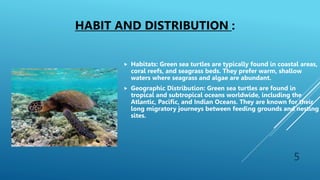 Chelone sp(Green Sea Turtle).pptxThe Green Sea Turtle is a reptile The ...