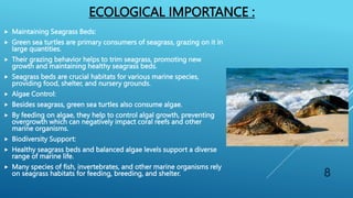 Chelone sp(Green Sea Turtle).pptxThe Green Sea Turtle is a reptile The ...