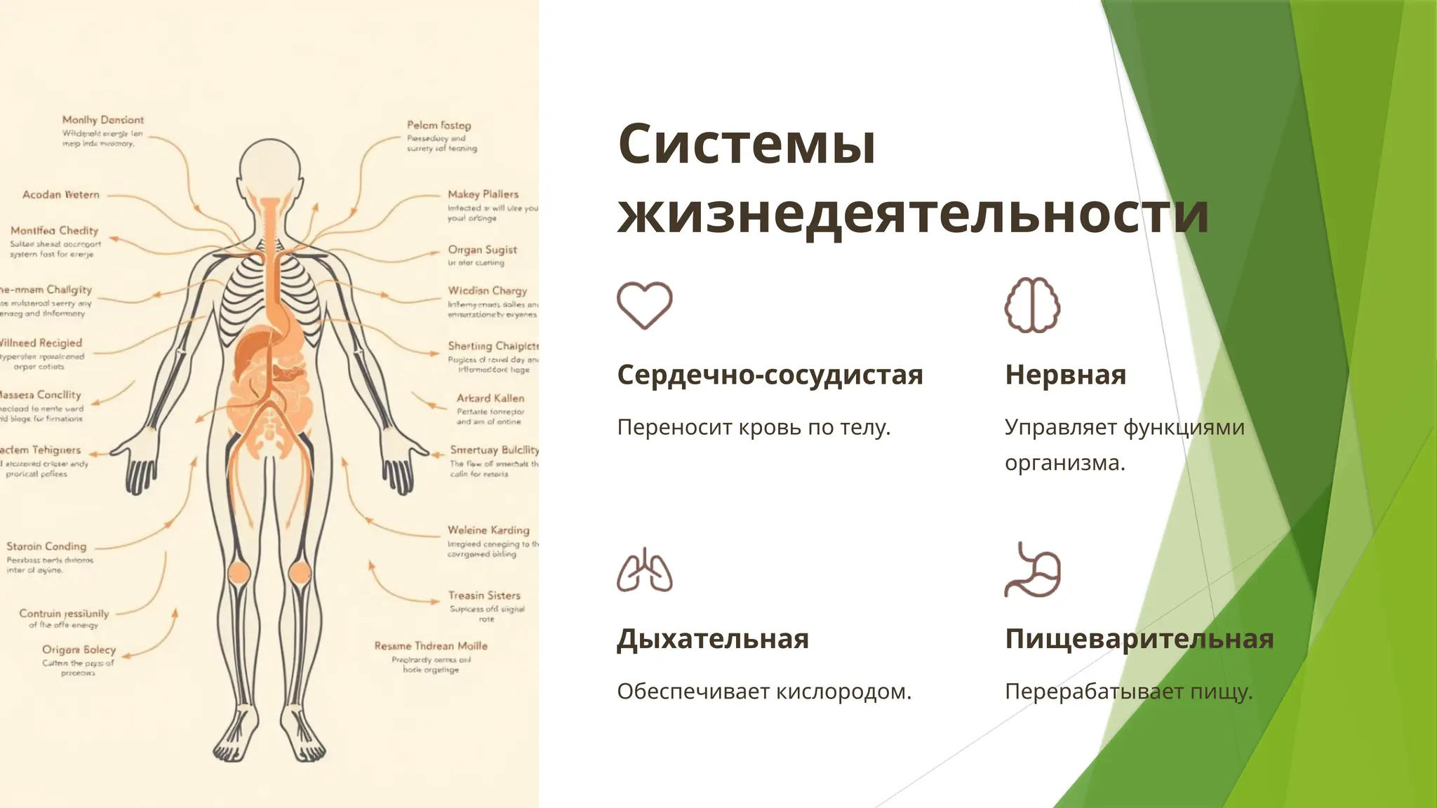 Chelovecheskaya-sistema.pptx body parts in russian | PPTX