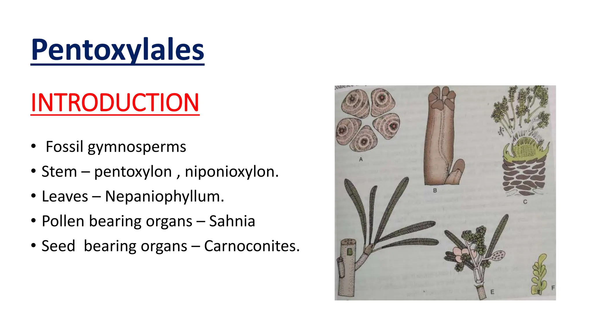 Caytoniales and pentoxylales.pptx