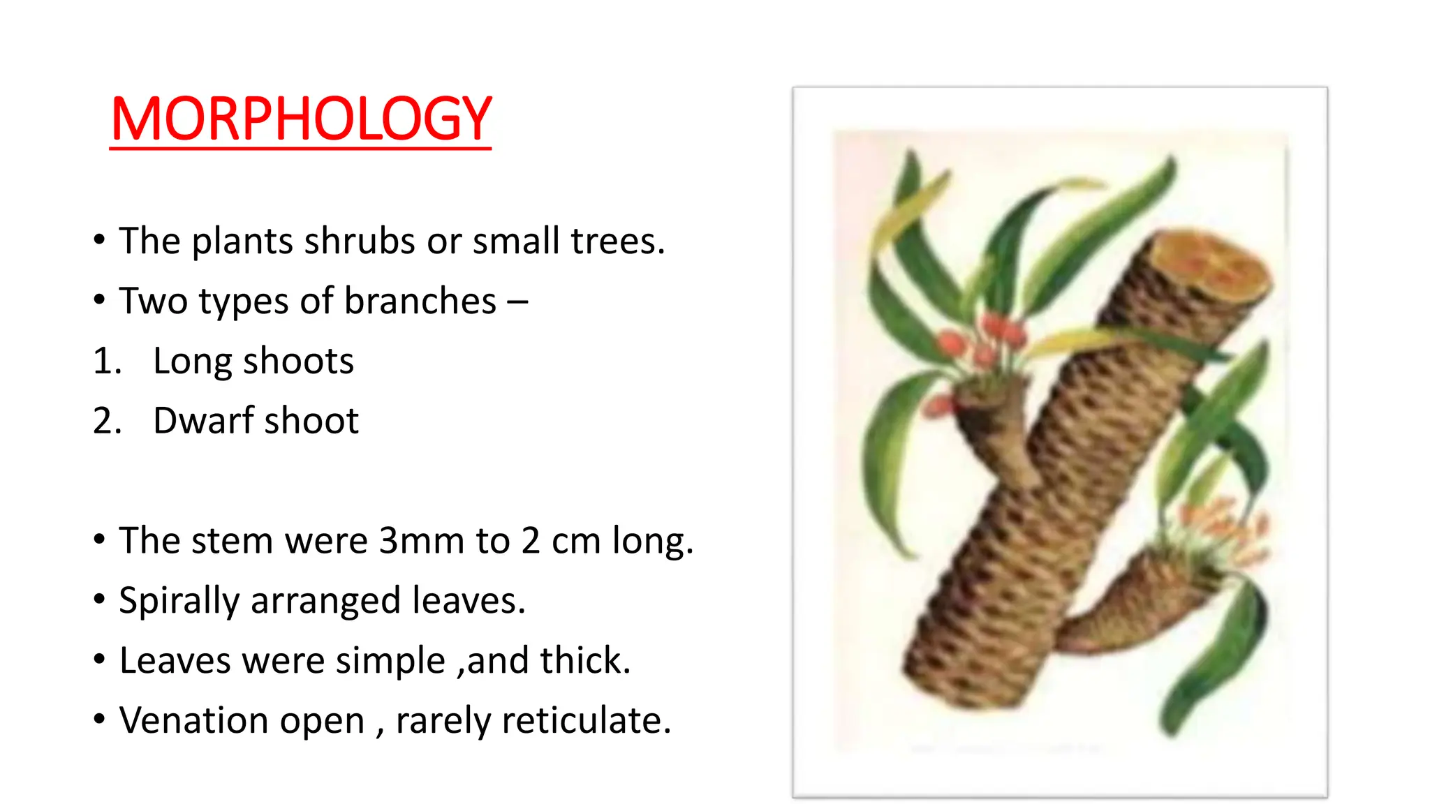 Caytoniales and pentoxylales.pptx