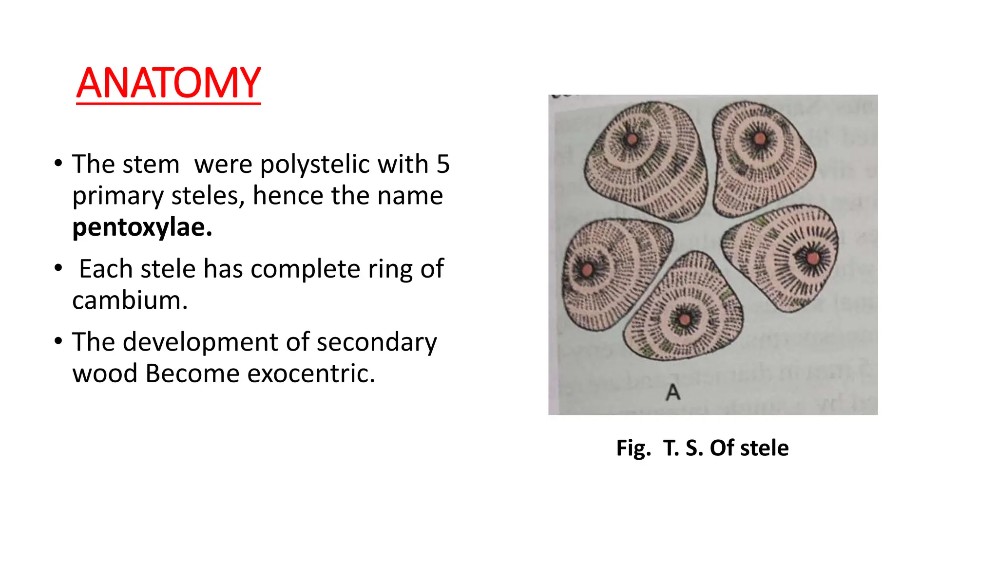 Caytoniales and pentoxylales.pptx