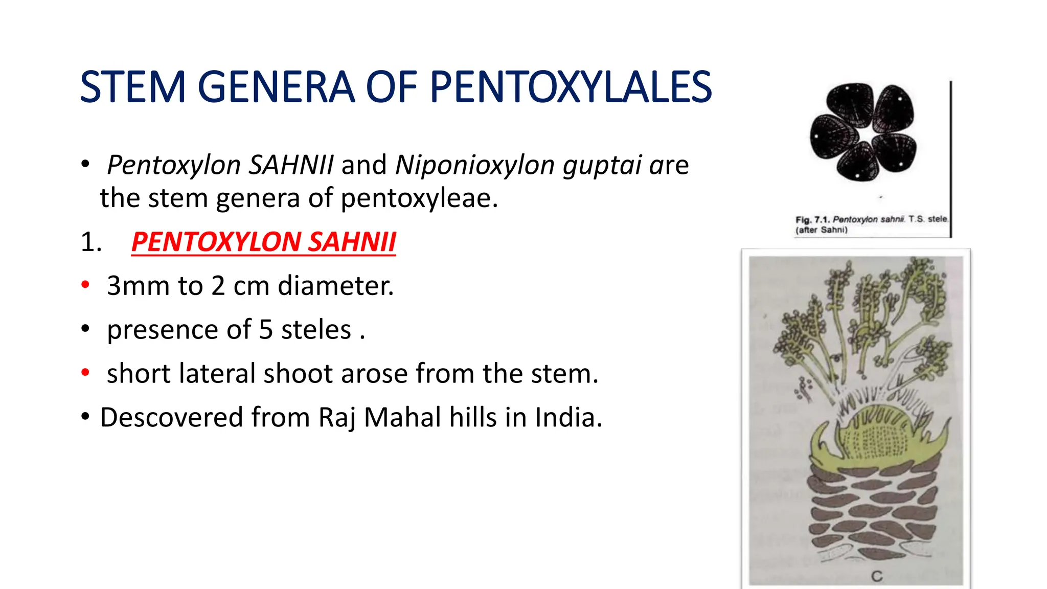 Caytoniales and pentoxylales.pptx