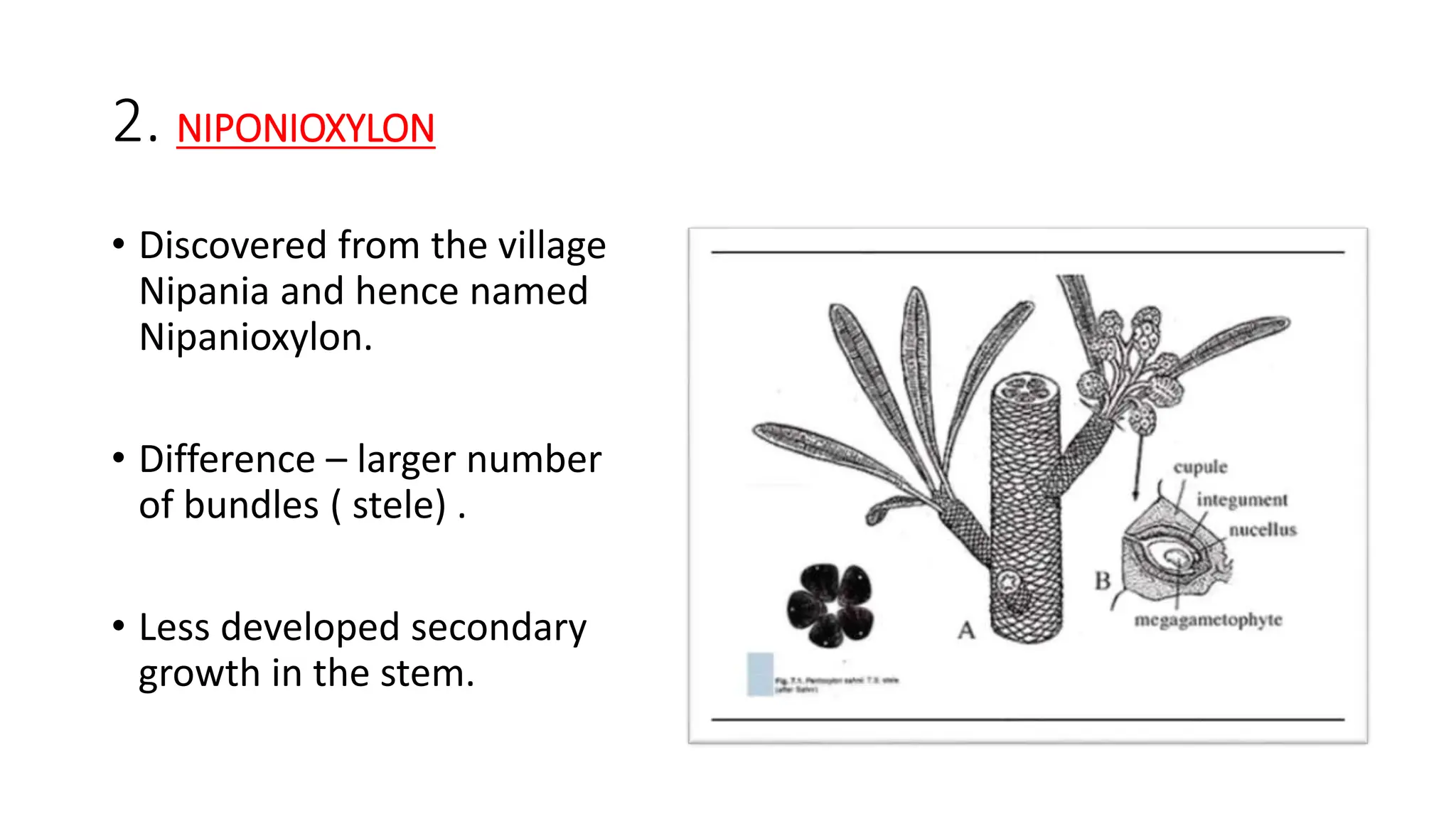 Caytoniales and pentoxylales.pptx