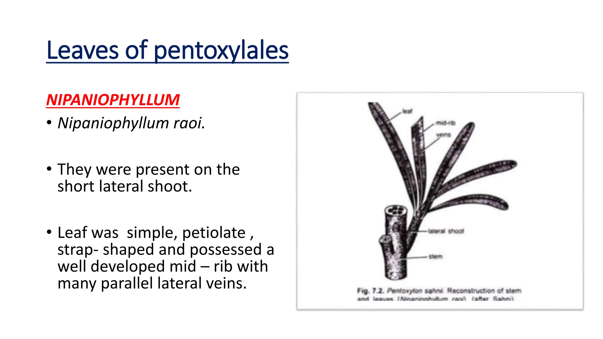 Caytoniales and pentoxylales.pptx