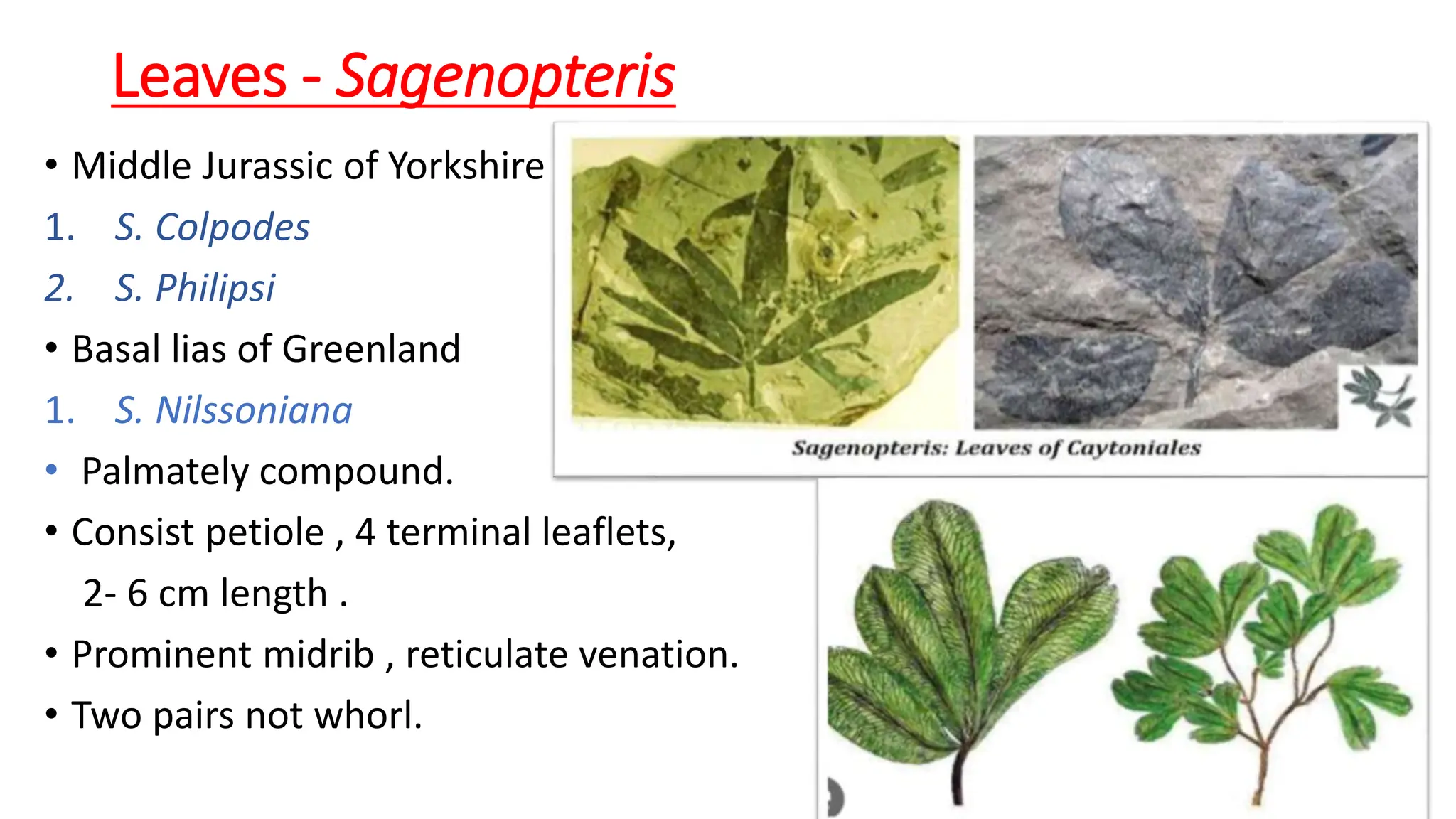 Caytoniales and pentoxylales.pptx