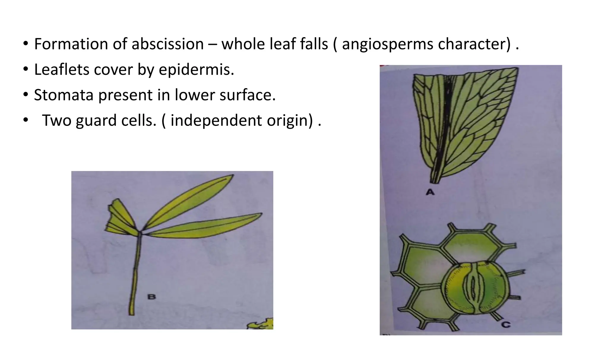Caytoniales and pentoxylales.pptx