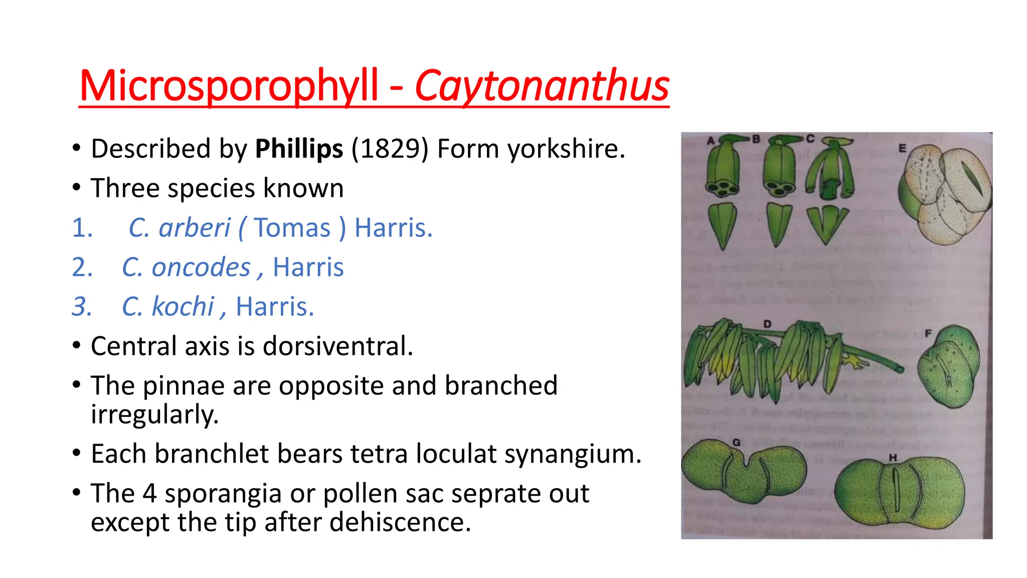 Caytoniales and pentoxylales.pptx