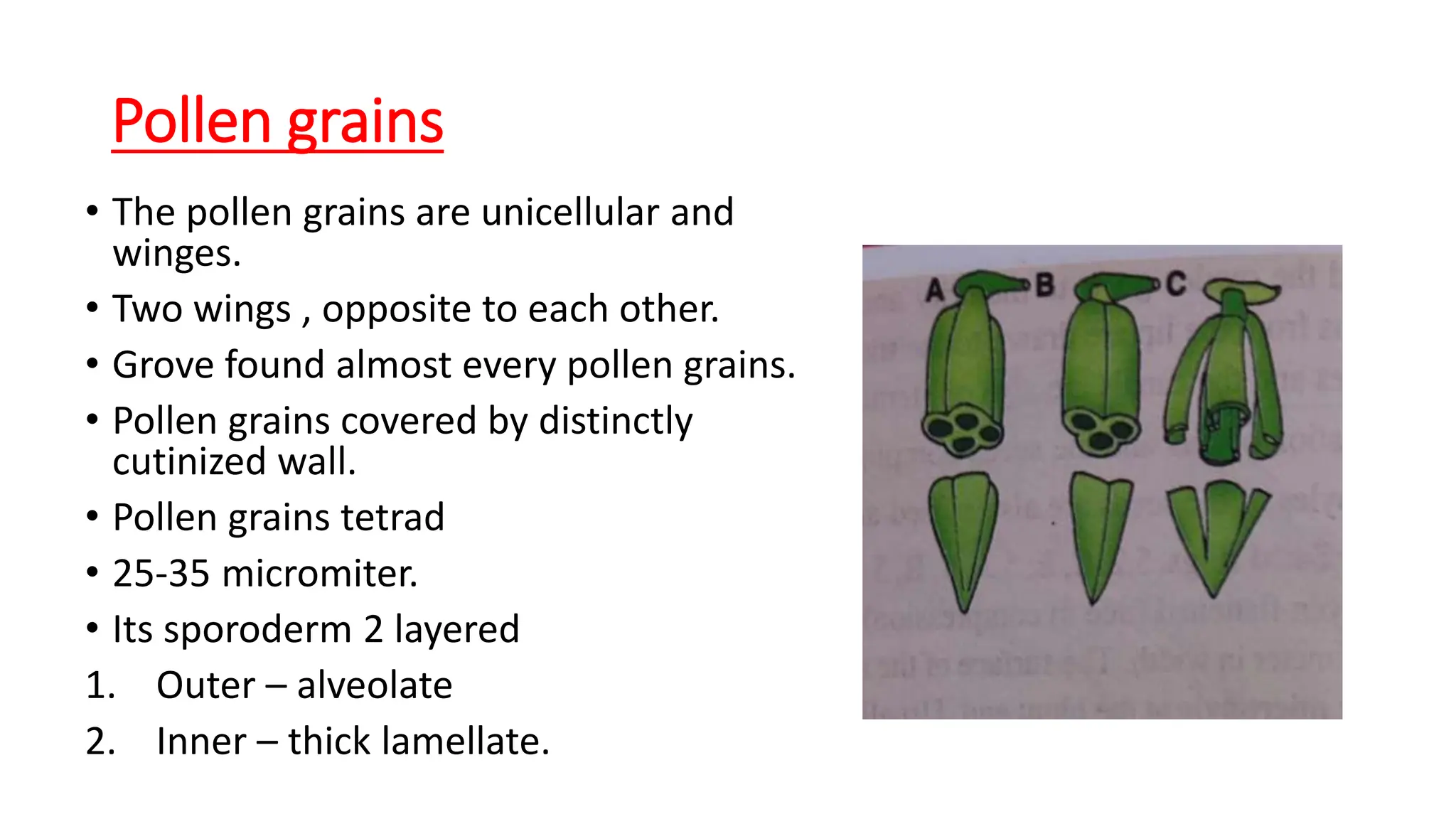 Caytoniales and pentoxylales.pptx