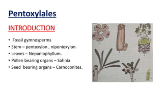 Caytoniales and pentoxylales.pptx | Gardening | Home & Garden