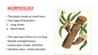 Caytoniales and pentoxylales.pptx | Gardening | Home & Garden