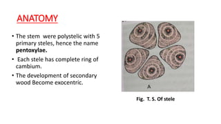 Caytoniales and pentoxylales.pptx