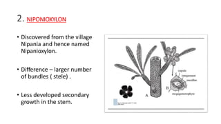 Caytoniales and pentoxylales.pptx | Gardening | Home & Garden