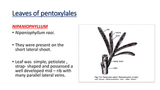 Caytoniales and pentoxylales.pptx | Gardening | Home & Garden