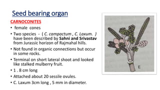 Caytoniales and pentoxylales.pptx | Gardening | Home & Garden