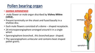 Caytoniales and pentoxylales.pptx | Gardening | Home & Garden