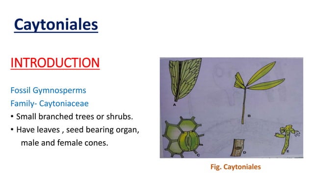 Caytoniales and pentoxylales.pptx | Gardening | Home & Garden