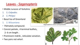 Caytoniales and pentoxylales.pptx
