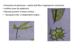 Caytoniales and pentoxylales.pptx | Gardening | Home & Garden