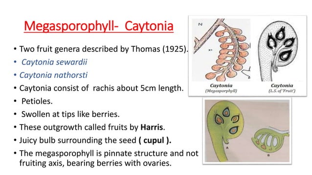 Caytoniales and pentoxylales.pptx | Gardening | Home & Garden
