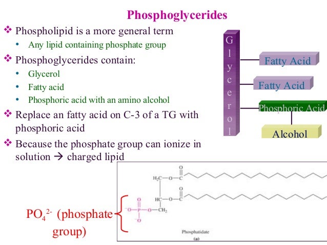 Chem 134 unit 8 lipids