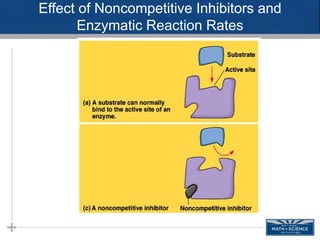Chem_Enzymes 1xxxxxxxxxxxxxxxxxxxxxxxxxxxxxxxxxxxxxxxxxxxxxxxxxx.pptx