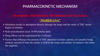Hallucinogens- Marijuana & LSD | PPTX