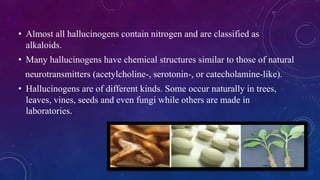 Hallucinogens- Marijuana & LSD | PPTX