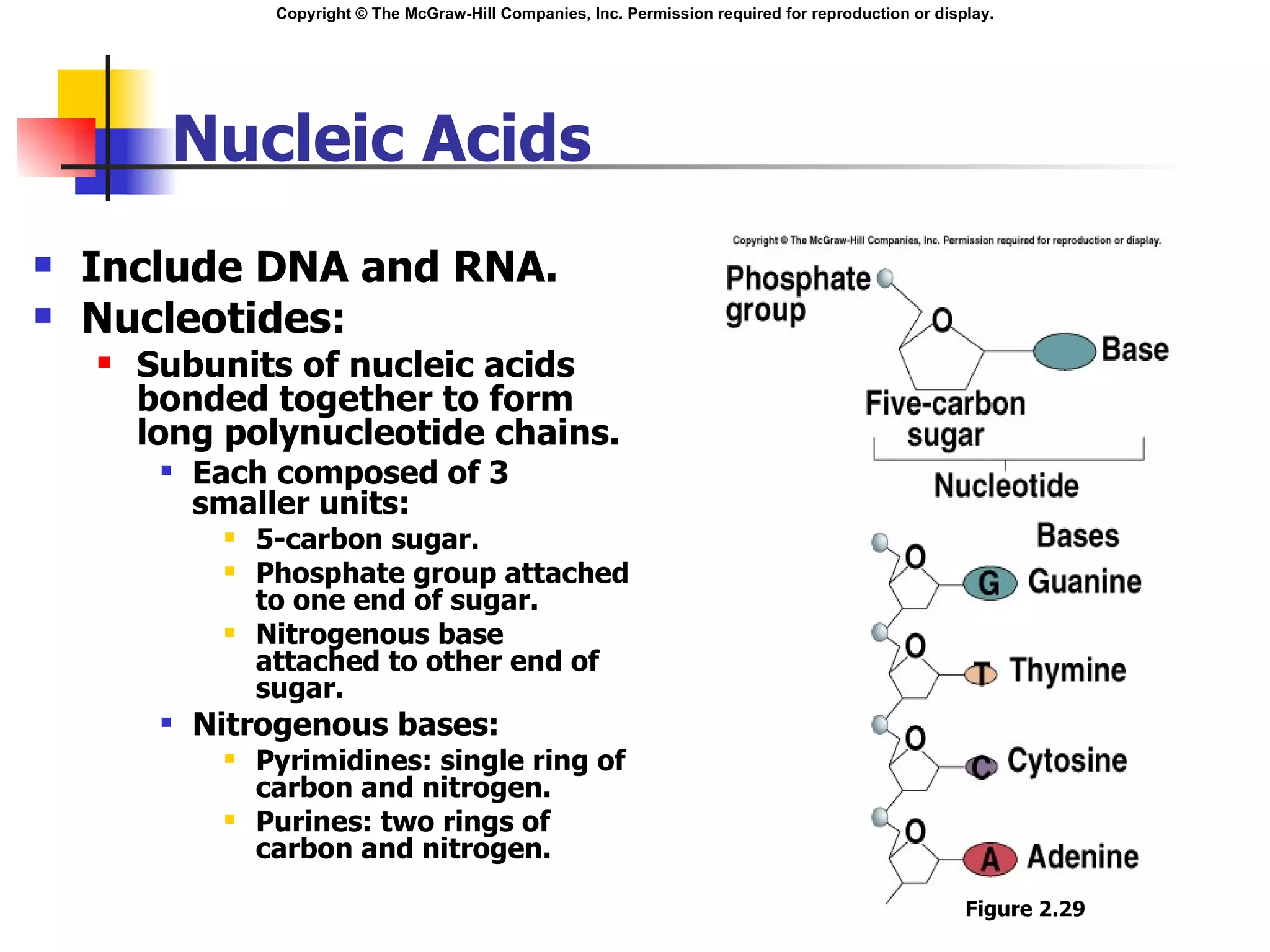 Chemical Composition of the Body | PPT