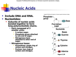 Chemical Composition of the Body | PPT
