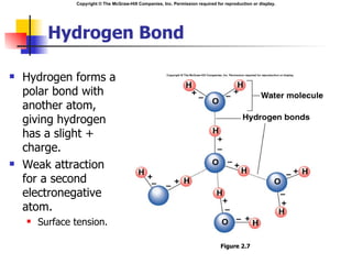 Chemical Composition of the Body | PPT