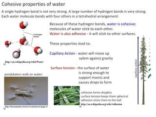 Chemical Elements and Water | PPTX