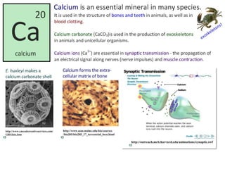 Chemical Elements and Water | PPTX