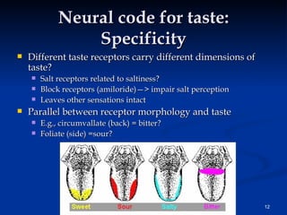 Chemical senses - smell and taste | PPT