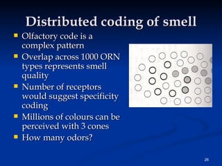Chemical senses - smell and taste | PPT