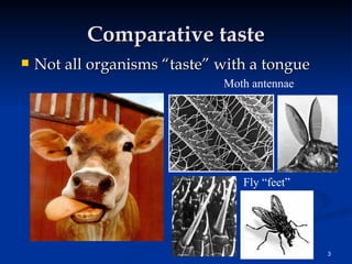 Chemical senses - smell and taste | PPT