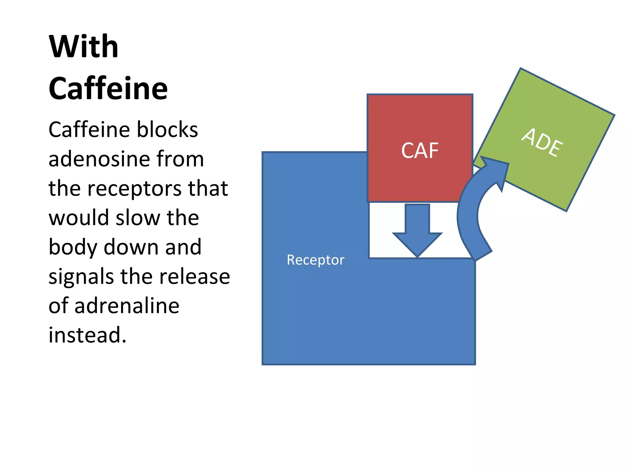 Chemical Action Of Caffeine | PPT
