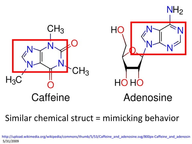 Chemical Action Of Caffeine | PPT