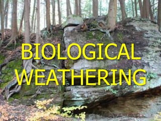 Chemical and biological weathering lesson 5 | PPTX